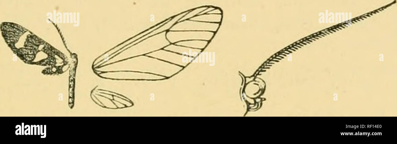 . Catalogue of the Lepidoptera PhalÃ¦nÃ¦ in the British museum. Moths ...