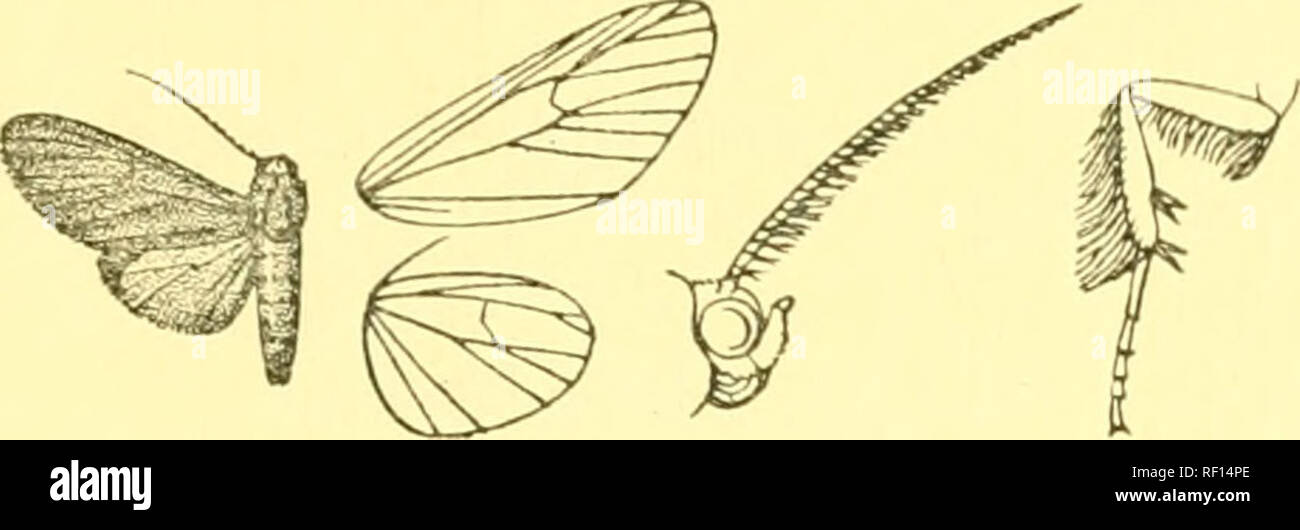 White wing fringes hi-res stock photography and images - Alamy