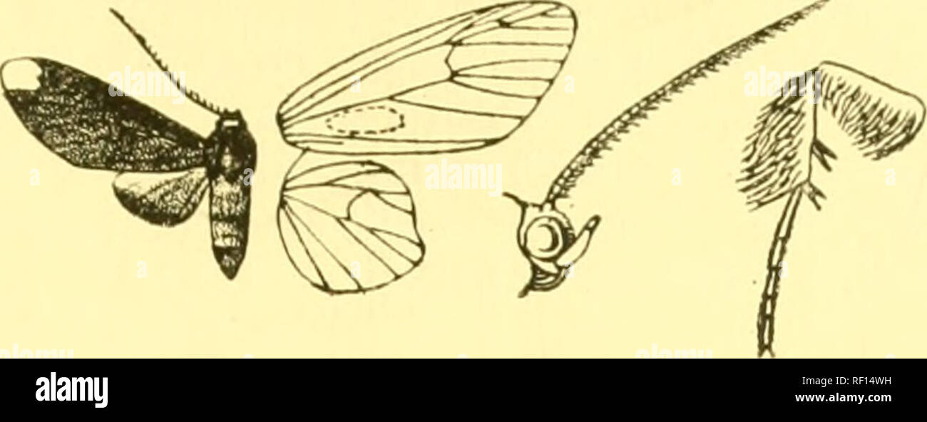 . Catalogue of the Lepidoptera Phalænæ in the British museum. Moths. l ...