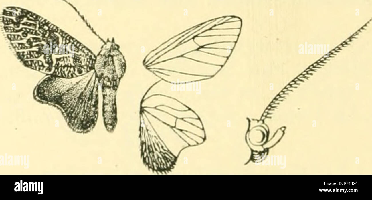 . Catalogue of the Lepidoptera Phalænæ in the British museum. Moths. 76 ...