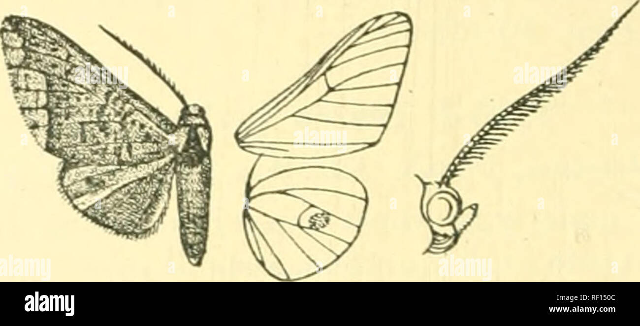 . Catalogue of the Lepidoptera Phalænæ in the British museum. Moths. If ...