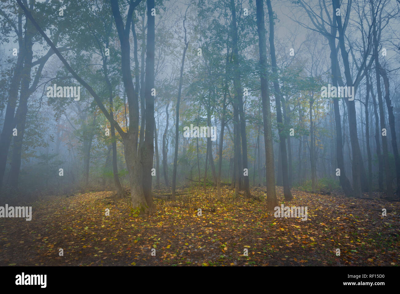 Misty autumn forest early hi-res stock photography and images - Alamy