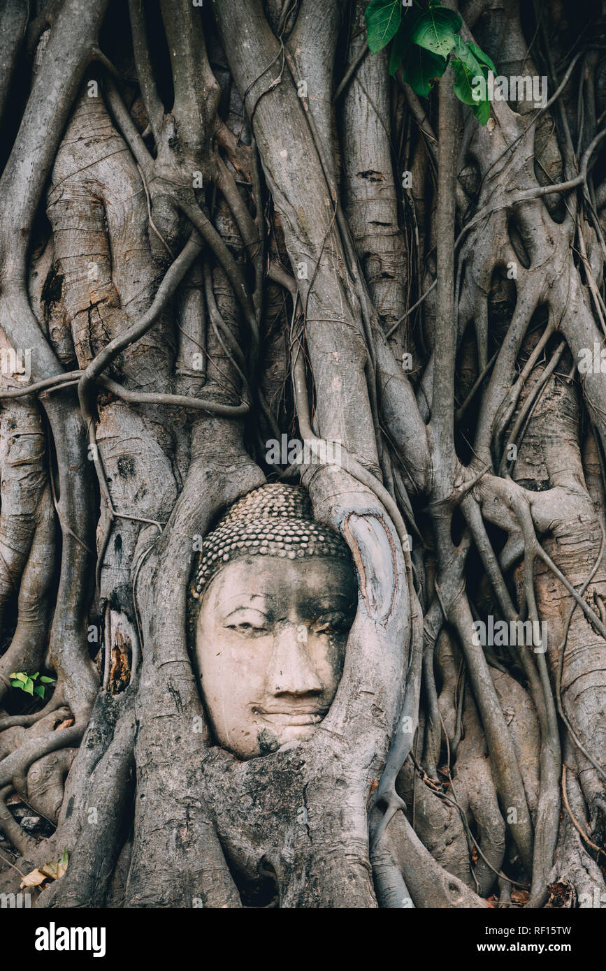 Thailand, Ayutthaya, Buddha head in between tree roots at Wat Mahathat ...