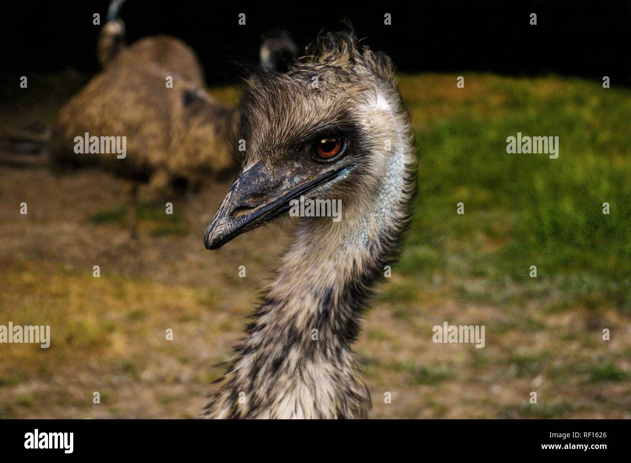 Portraits of the environment hi-res stock photography and images - Alamy
