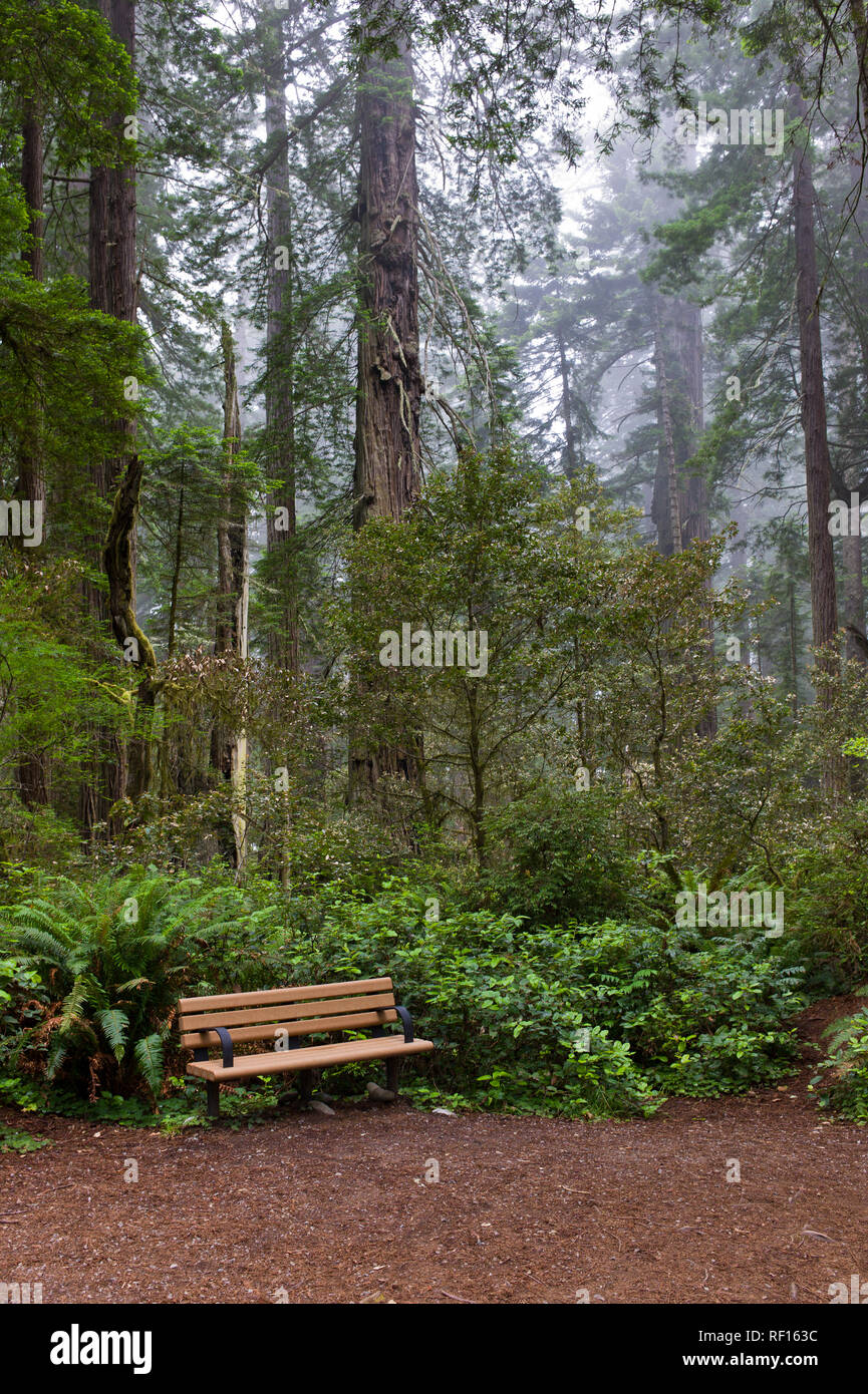 Giant Redwoods, Sequoiadendron gaganteum, like these in Redwood Forest ...