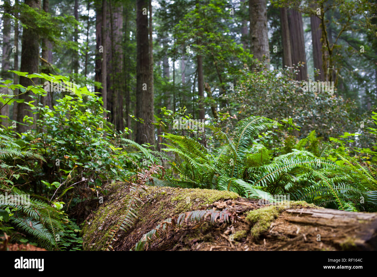 Giant Redwoods, Sequoiadendron gaganteum, like these in Redwood Forest ...