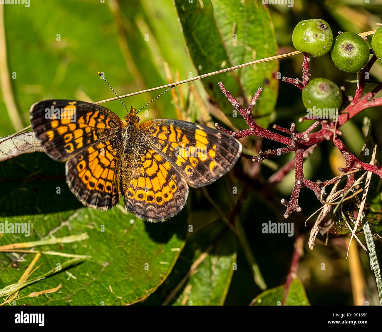Pearl crescent butterfly hi-res stock photography and images - Alamy