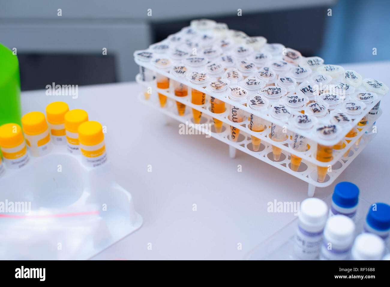 Dna test in the lab. Test tubes with biomaterials on the table in the ...