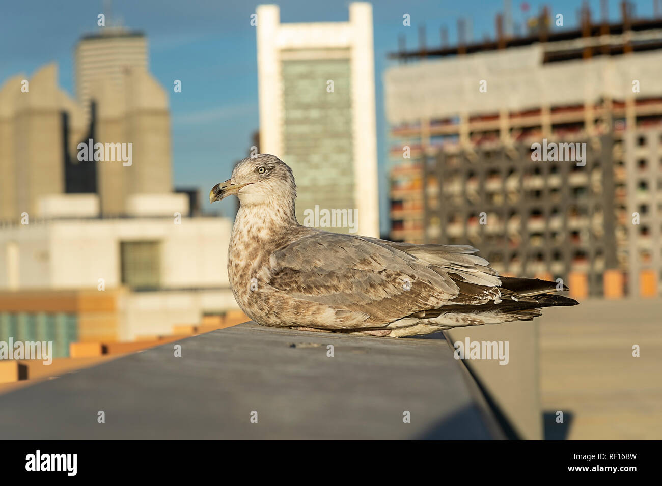 Lone seagull perched on top building in Boston, USA Stock Photo - Alamy