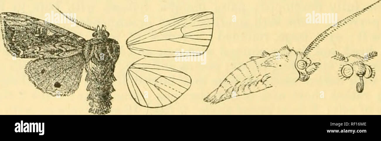 . Catalogue of the Lepidoptera Phalænæ in the British museum. Moths ...