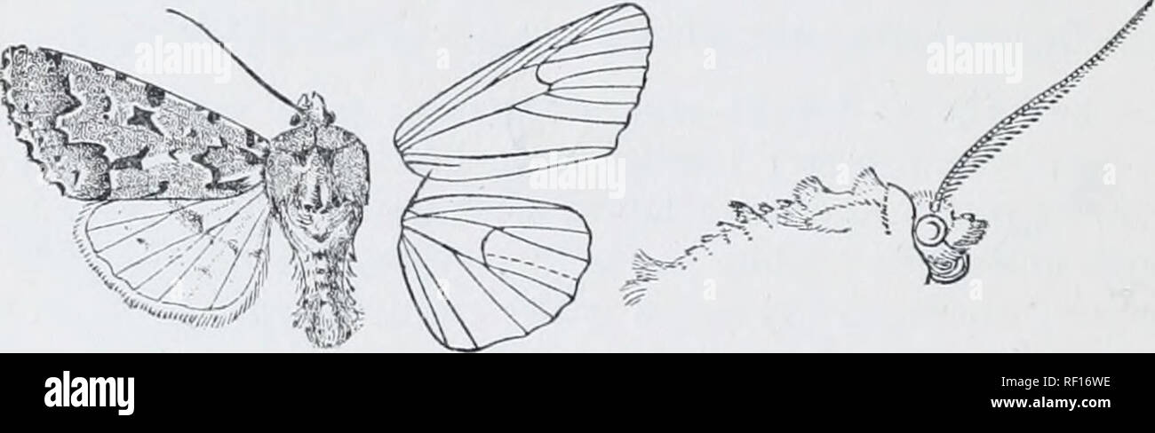 . Catalogue of Lepidoptera Phalaenae in the British Museum. Moths. 24 ...