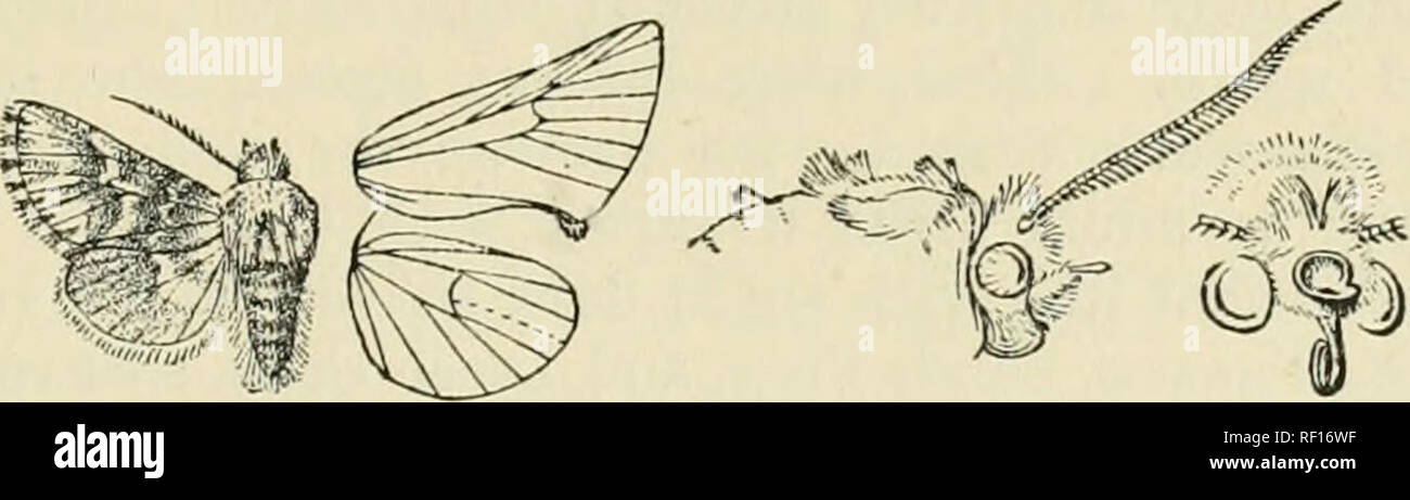 . Catalogue of Lepidoptera Phalaenae in the British Museum. Moths ...