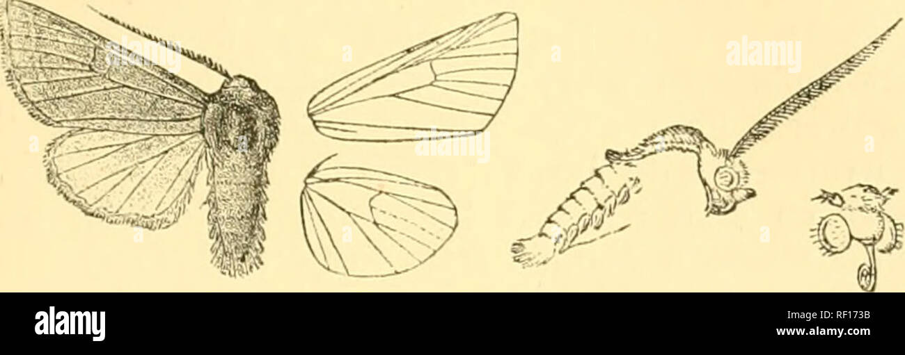 . Catalogue of the Lepidoptera Phalænæ in the British museum. Moths ...