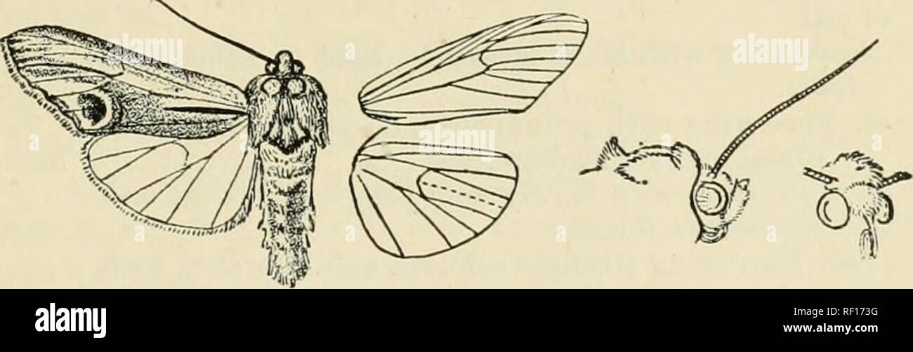 . Catalogue of Lepidoptera Phalaenae in the British Museum. Moths ...