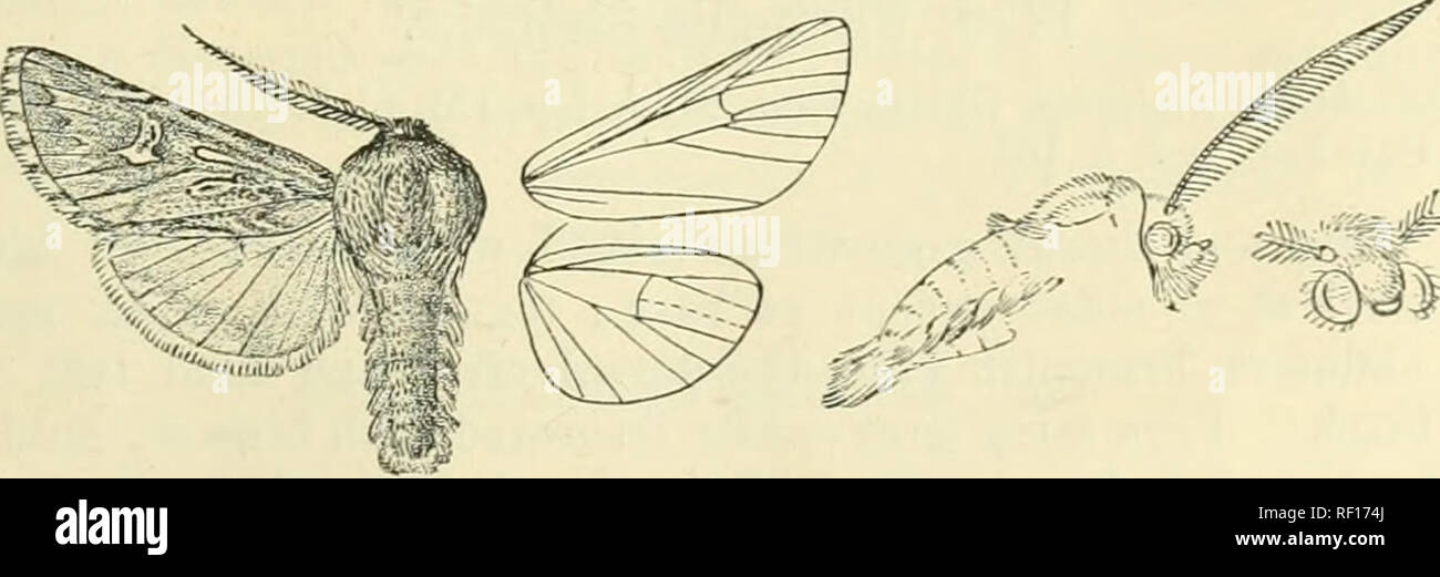 . Catalogue of Lepidoptera Phalaenae in the British Museum. Supplement ...