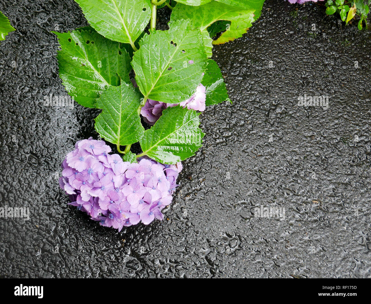 Rain on hydrangea hi-res stock photography and images - Alamy