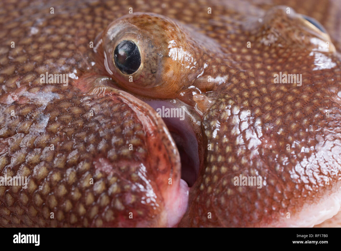 A Dover sole, Solea solea, caught beach fishing with rod and line from ...