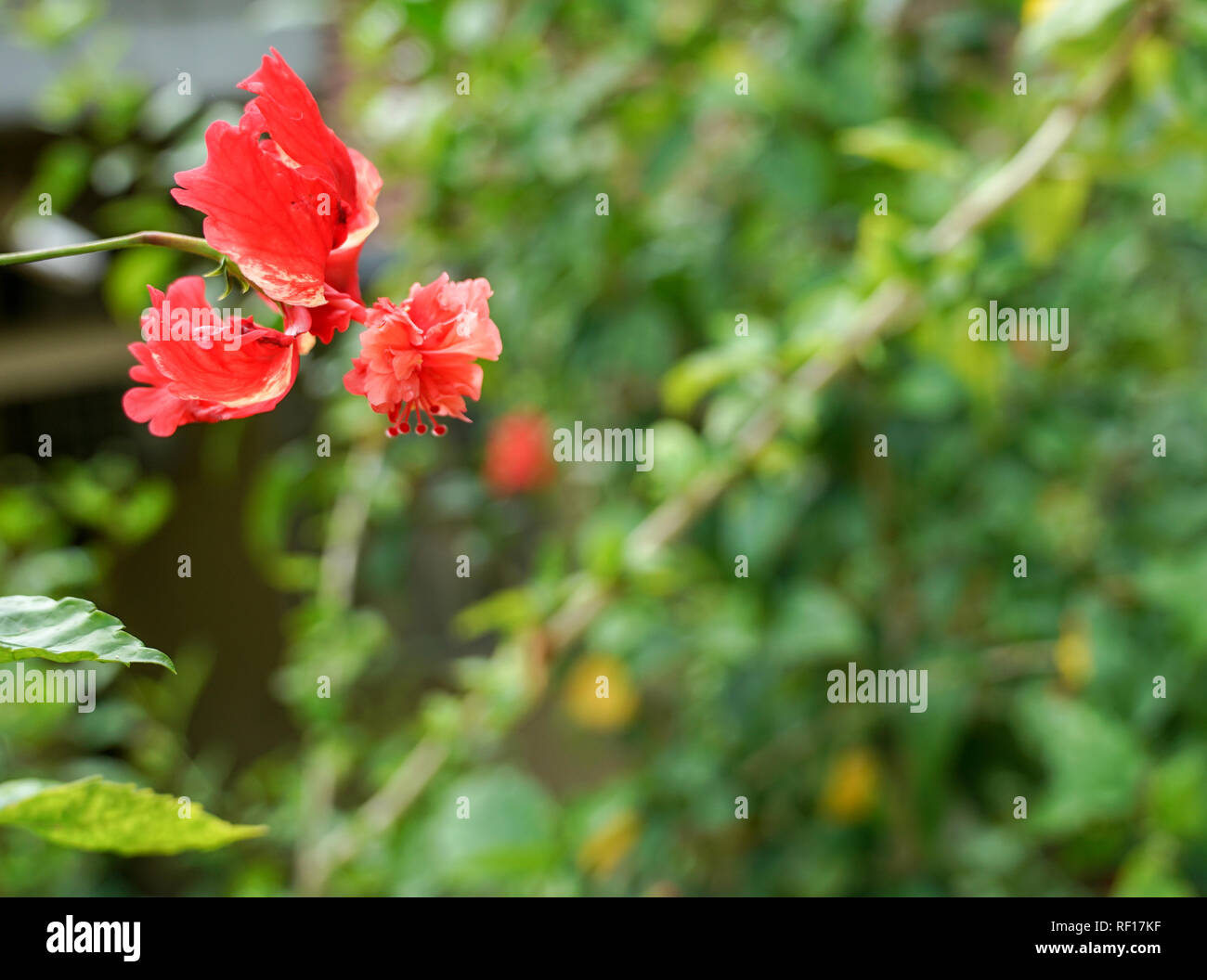 Red Hibiscus in a garden Stock Photo - Alamy