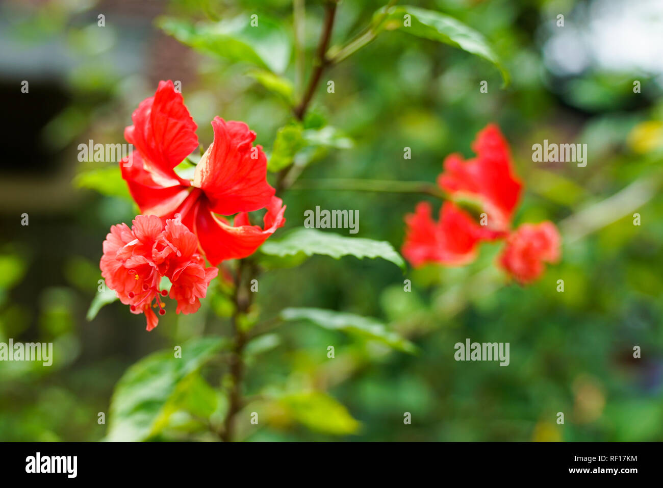 Red Hibiscus in a garden Stock Photo - Alamy