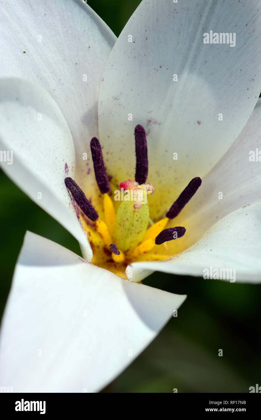 Tulip tulipa sp flower garden hi-res stock photography and images - Alamy
