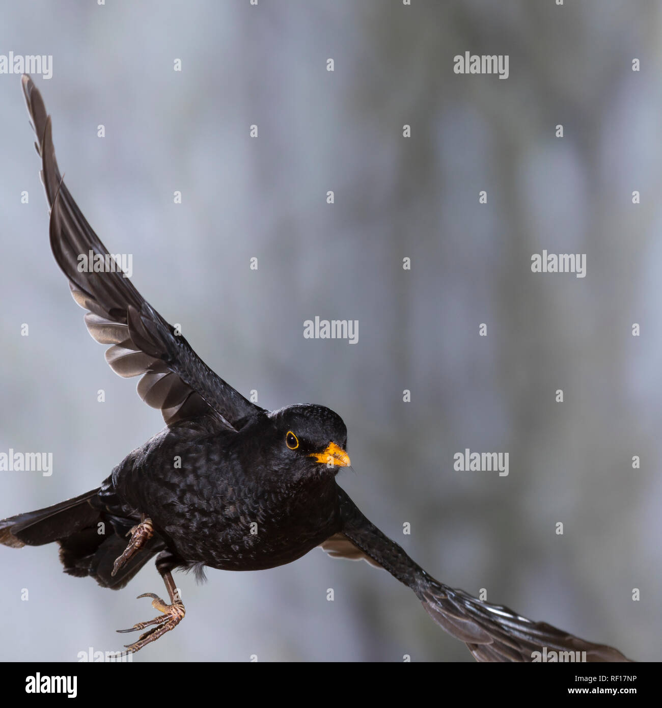Amsel fotografie hi-res stock photography and images - Alamy
