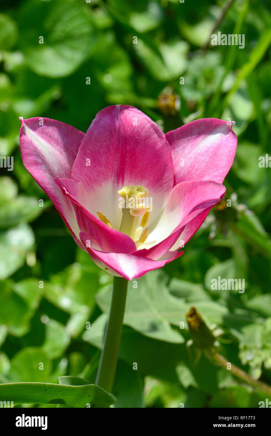 Tulip, Tulpen, tulipán, Tulipa sp Stock Photo - Alamy