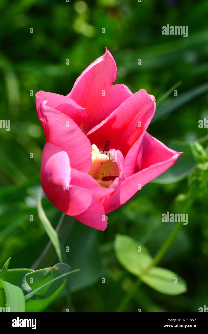 Tulip, Tulpen, tulipán, Tulipa sp Stock Photo - Alamy