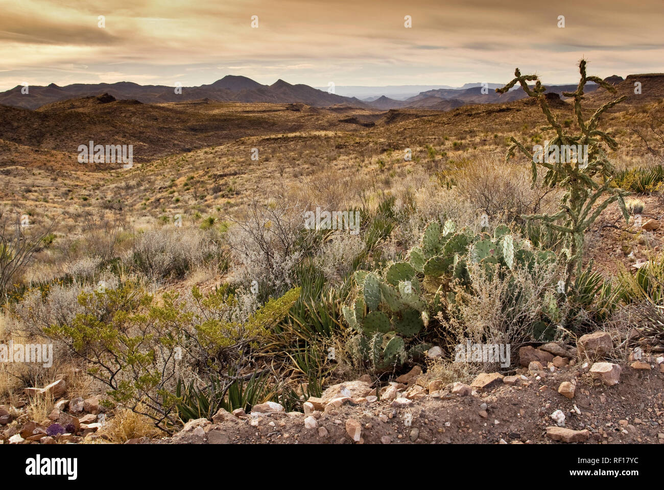 Cholla and prickly pear cacti with El Solitario dome in far distance at ...