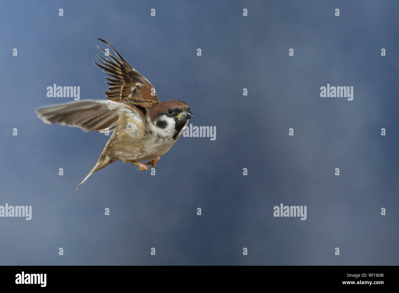 Spatz spatzen hi-res stock photography and images - Alamy