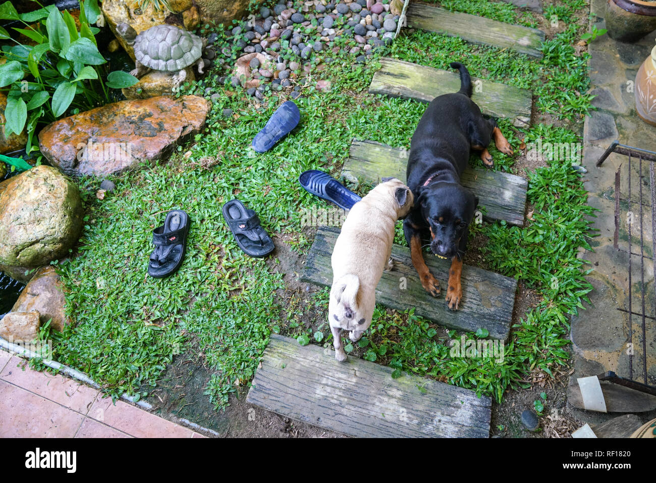 Pug and Rottweiler in a garden Stock Photo - Alamy