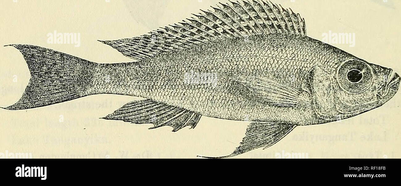 . Catalogue of the fresh-water fishes of Africa in the British Museum ...