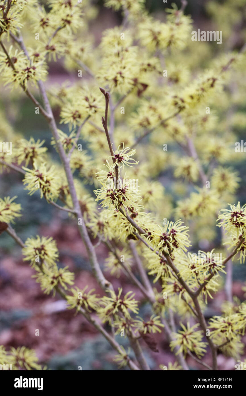 Hamamelis x intermedia sunburst hi-res stock photography and images - Alamy