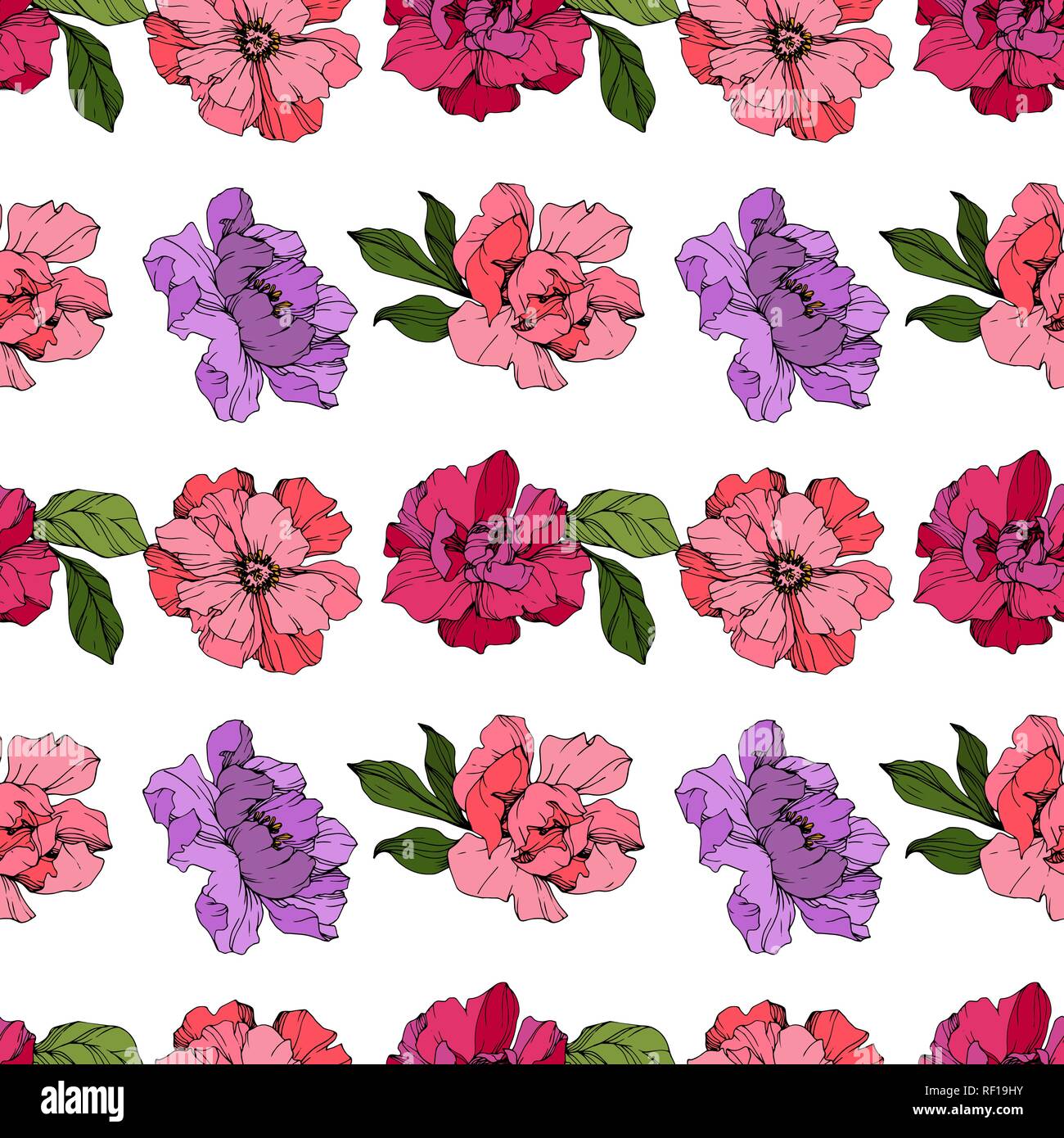 Vector Pink and purple peony. Floral botanical flower. Wild spring leaf ...