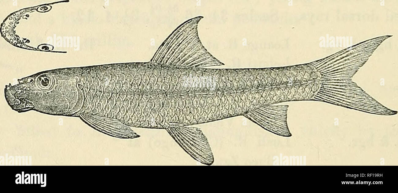 . Catalogue of the fresh-water fishes of Africa in the British Museum ...