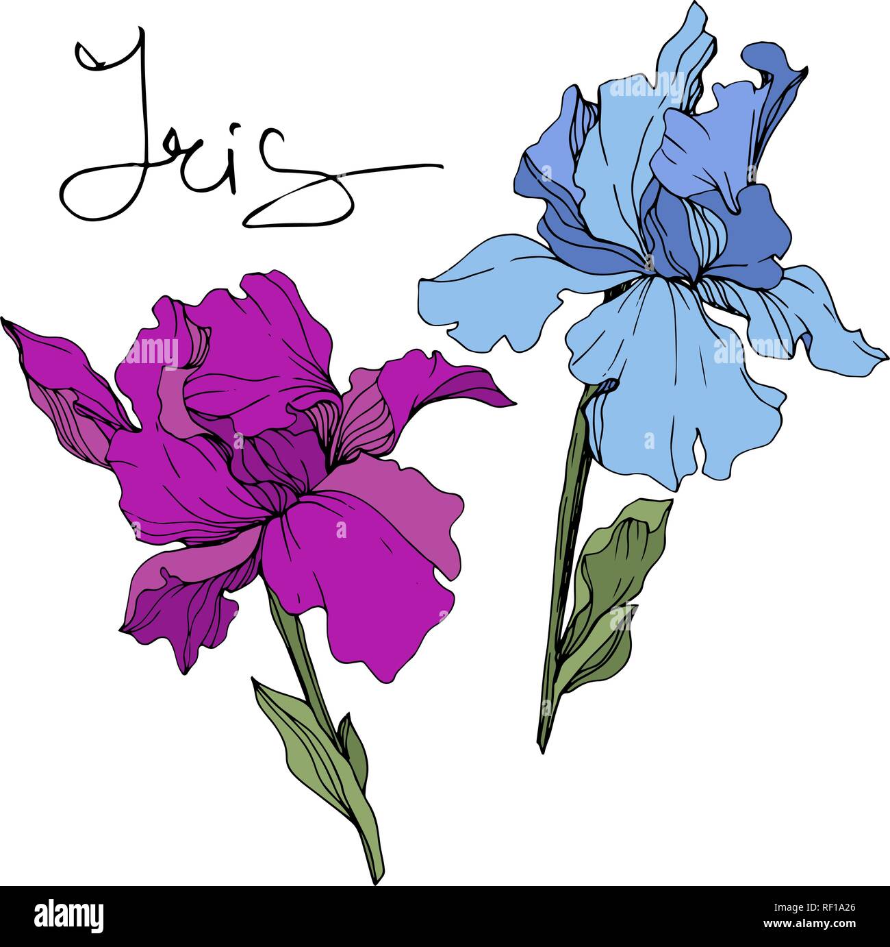 Fall purple wildflower Stock Vector Images - Alamy