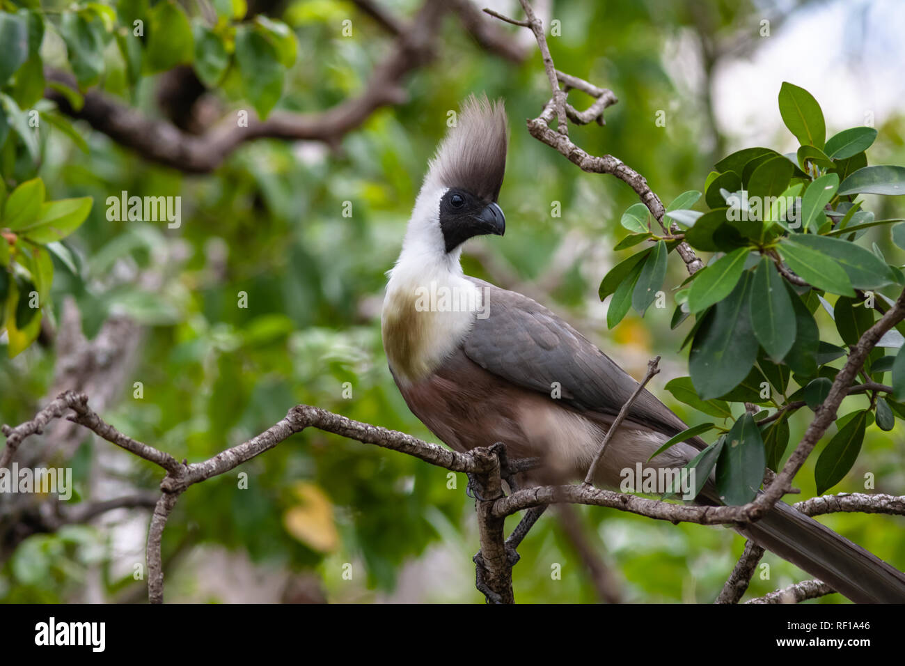 Blue naped mousebird hi-res stock photography and images - Alamy