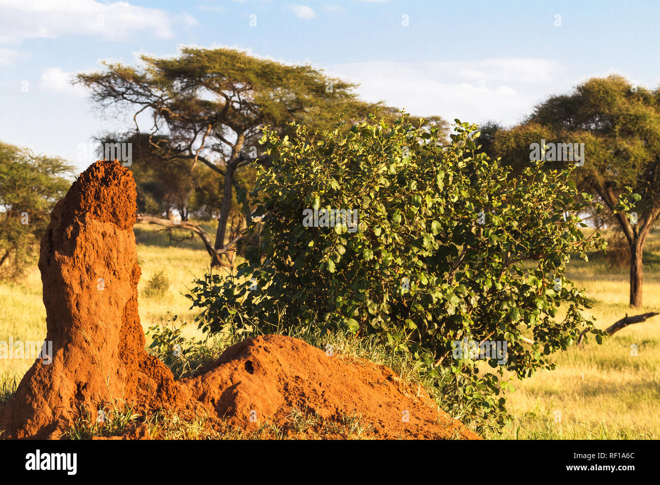 Termites africa hi-res stock photography and images - Alamy