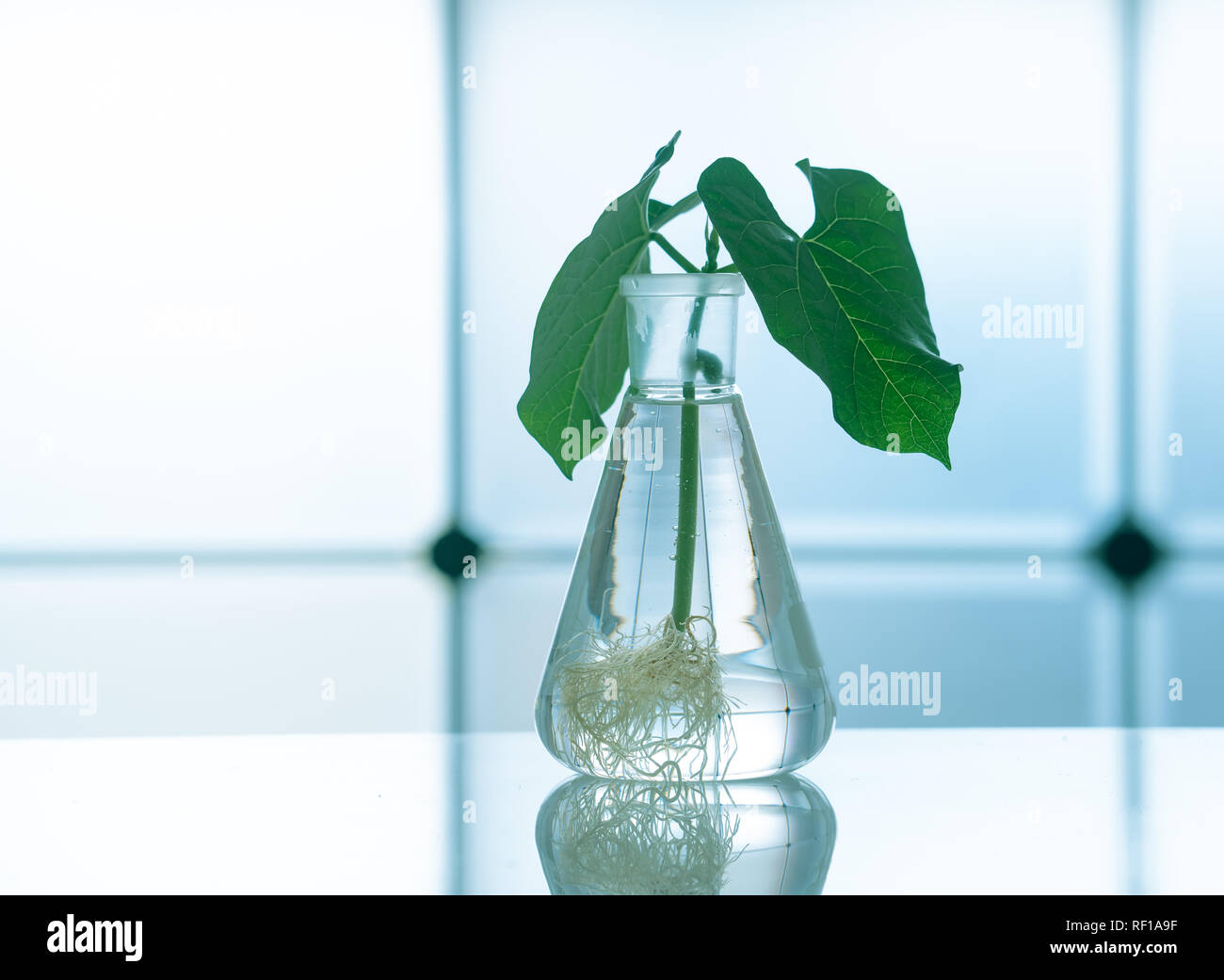 Herbal leaf in laboratory flask hi-res stock photography and images - Alamy