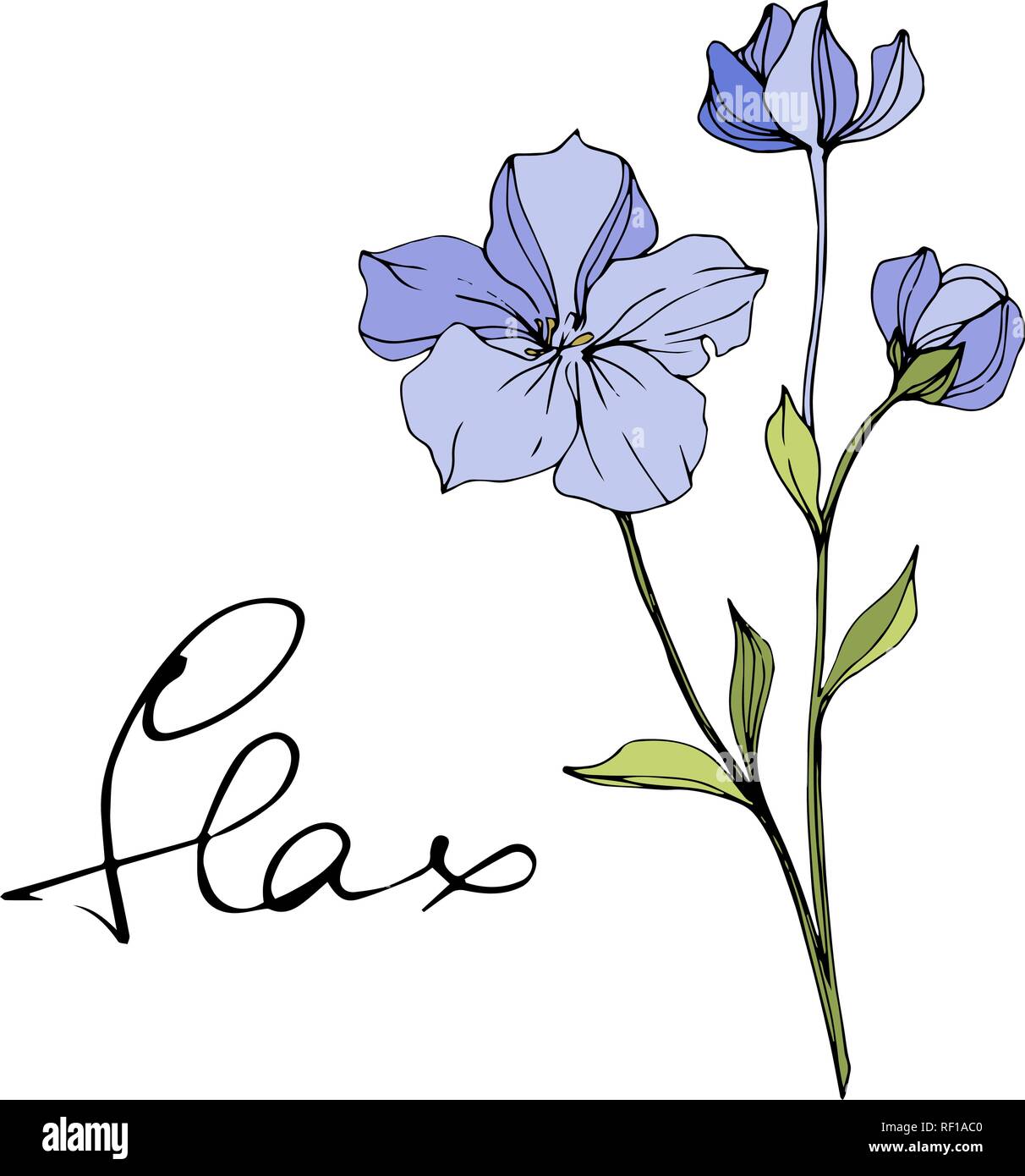 Vector Blue flax. Floral botanical flower. Wild spring leaf wildflower ...