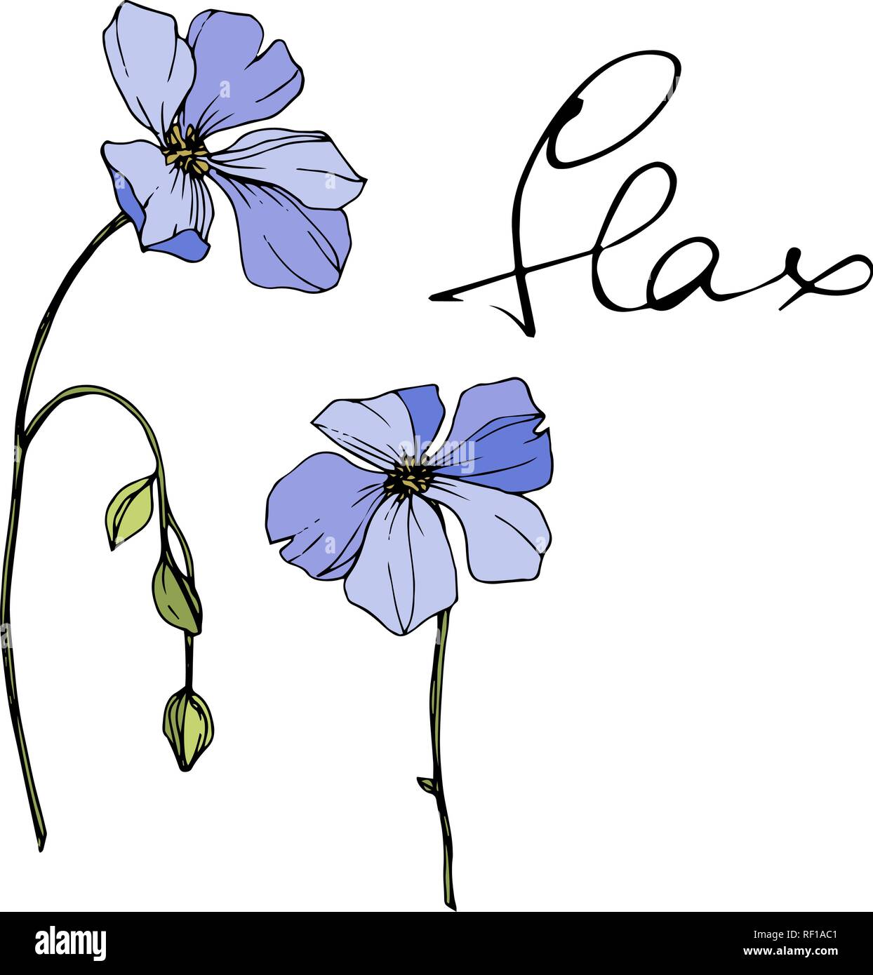 Vector Blue flax. Floral botanical flower. Wild spring leaf wildflower ...