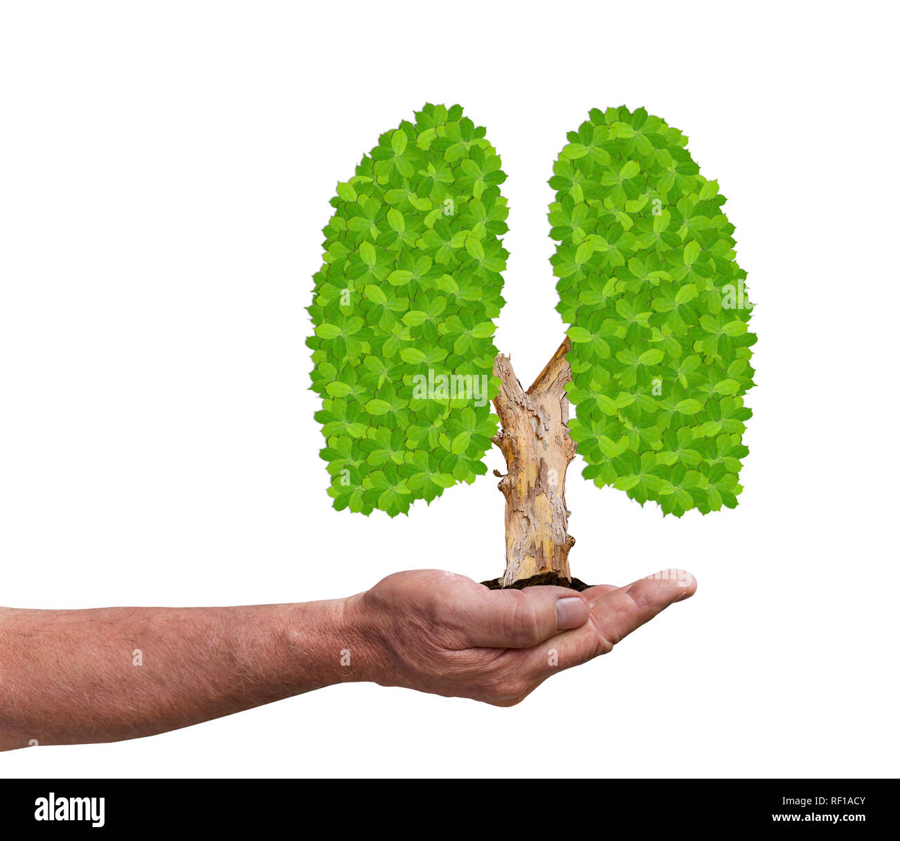 Adult male palm hand holding leaf lung tree isolated on white ...