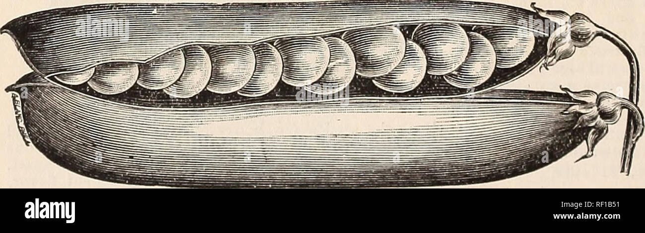 Trees with very large seed pods hi-res stock photography and images - Alamy