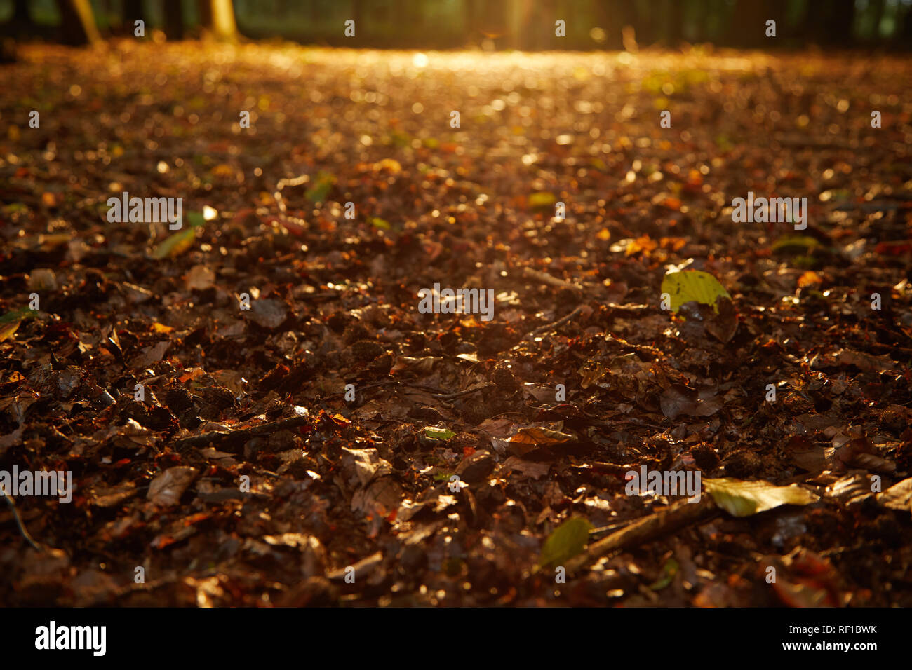 Low angle view of a beam of golden light shining on the ground back ...