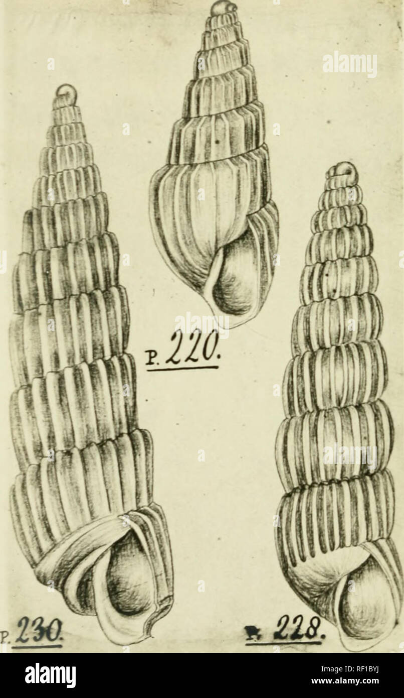 . [Philip Pearsall Carpenter's illustrations of mollusk specimens ...