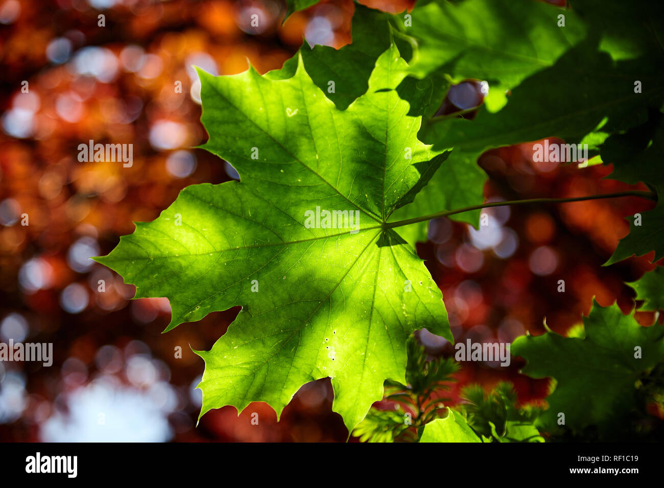 Dappled sunlight on a fresh green maple leaf in a garden detailing the ...
