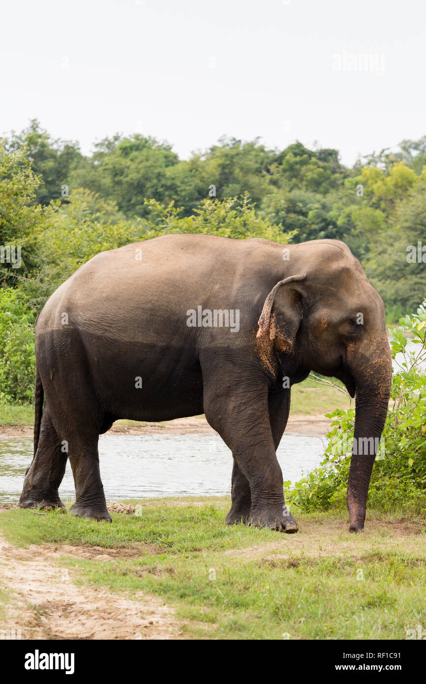 Asian Ceylon Elephant High Resolution Stock Photography and Images - Alamy