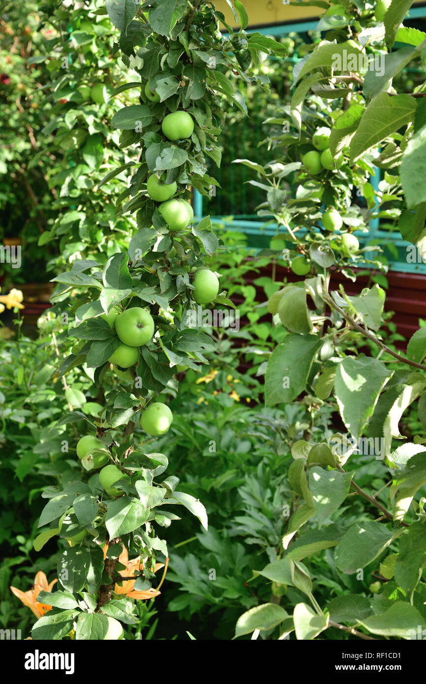 The columnar apple is natural clone of an apple tree that has no side ...