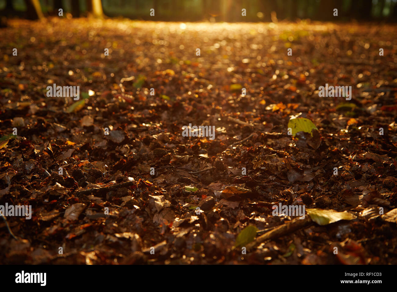 Low angle view of a beam of golden light shining on the ground back ...