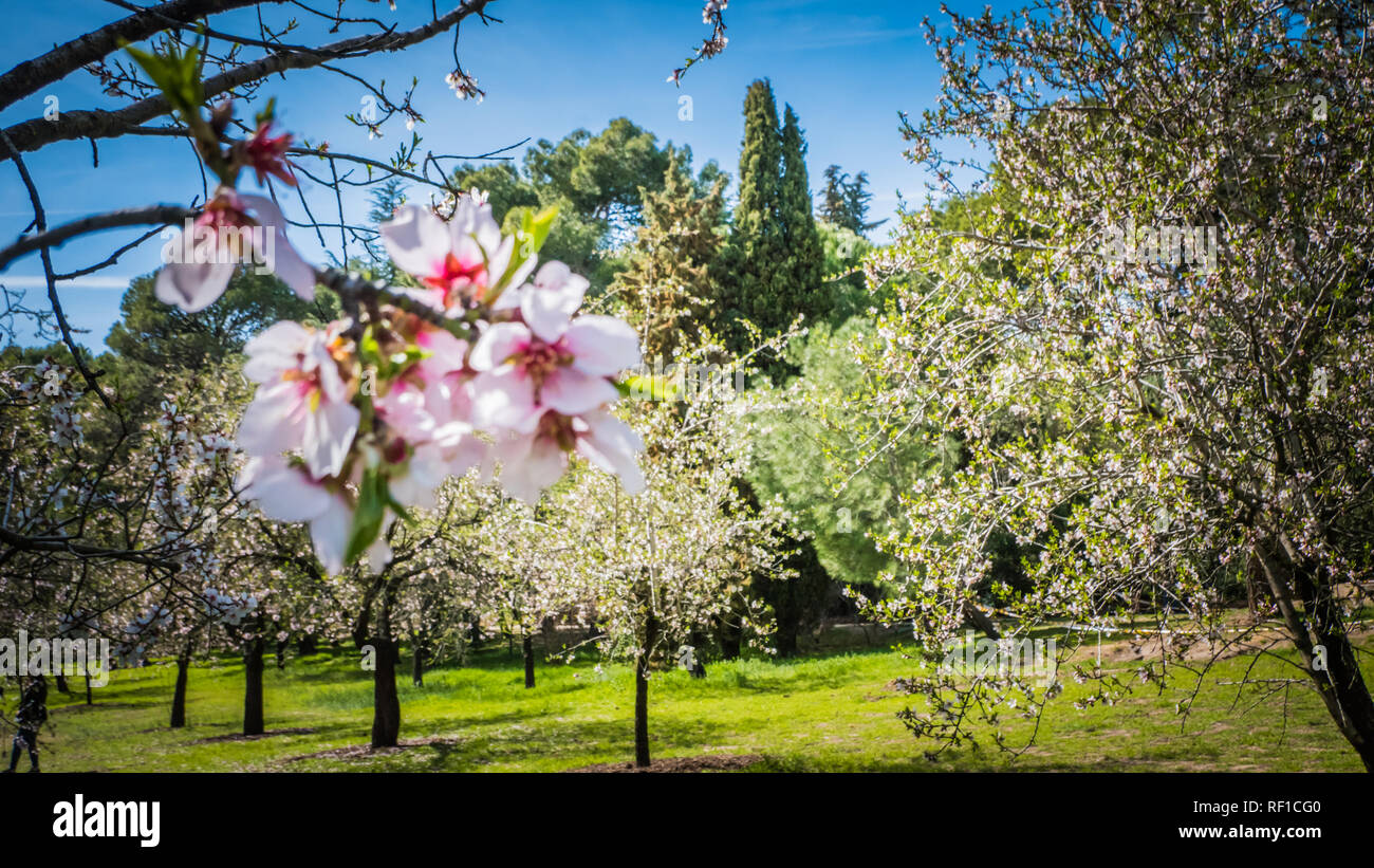 Almond Trees Blossom in Spring in Europe. Beautiful close up photo of ...