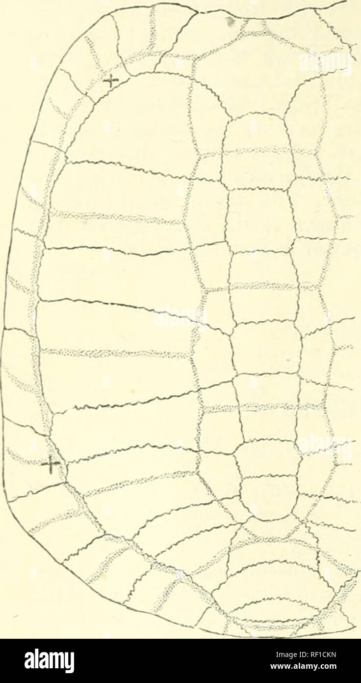 . Catalogue of the chelonians, rhynchocephalians, and crocodiles in the ...
